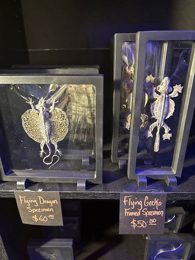 "Flying Dragon Specimen" reads like a rejected Hogwarts class, but these preserved creatures in their eerie blue displays might convince you magic is real.