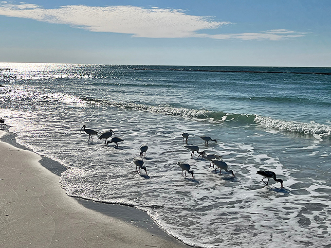 Nature's morning meeting. These shorebirds conduct their daily business meeting at the water's edge, completely unbothered by your presence.