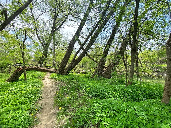 Nature's version of a secret passage &ndash; these leaning trees create a magical tunnel effect that practically begs for exploration.