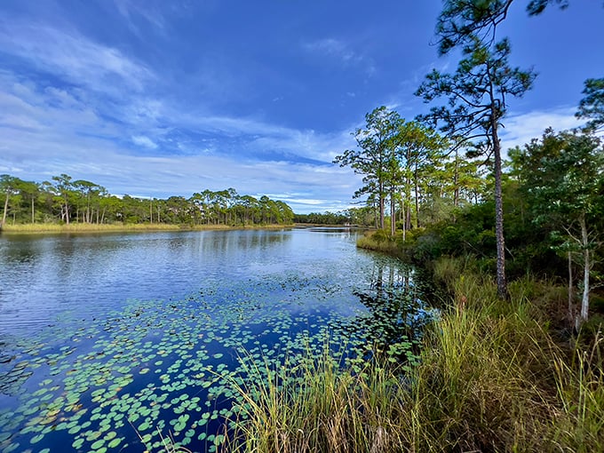 Mother Nature's masterpiece: These coastal dune lakes represent one of the rarest ecosystems on Earth, where lily pads create nature's own abstract painting.
