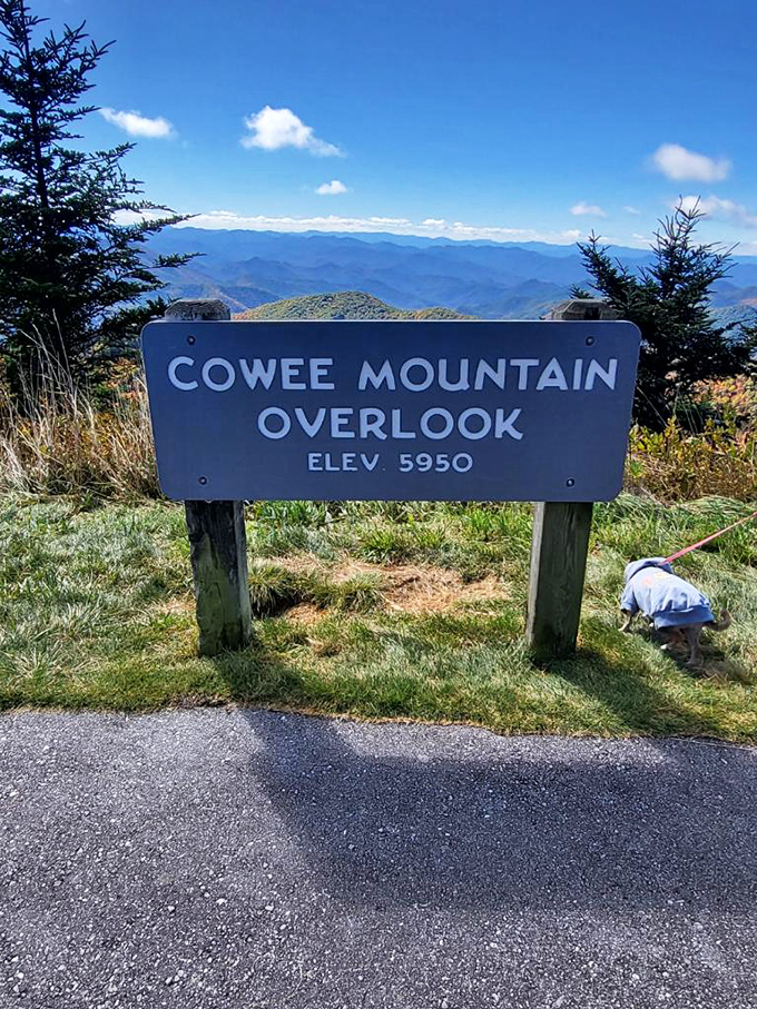 The sign doesn't lie—Cowee Mountain Overlook at 5,950 feet is where oxygen feels fresher and problems look properly miniaturized in the valley below.