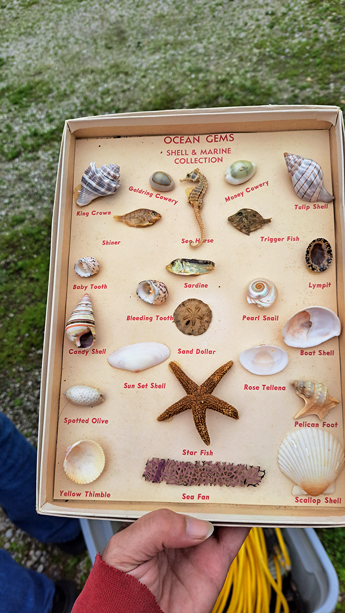 Beach vacation memories preserved in a box! This carefully labeled shell collection brings oceanside wonder to landlocked Missouri.