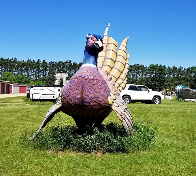 This magnificent pheasant hasn't flown south for decades. With vibrant colors still visible despite years in the elements, it's peacocking for all passersby.