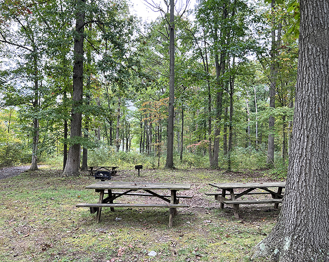Picnic tables that have witnessed more family debates and sandwich unwrappings than a therapist's couch. The trees stand by, quietly judging.