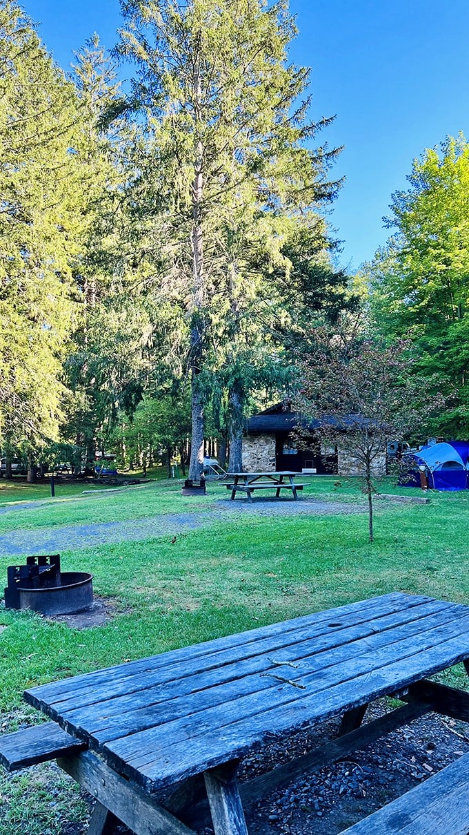 Camping at Ole Bull: where your "room" comes with towering pines for walls and a fire pit that makes better s'mores than any hotel minibar ever could.