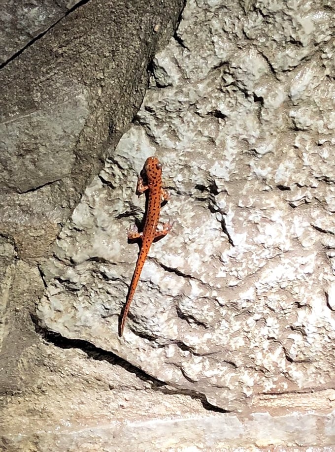 Meet one of the cavern's tiny residents, sporting nature's most vibrant orange jumpsuit. No Instagram filters needed for this little showstopper.