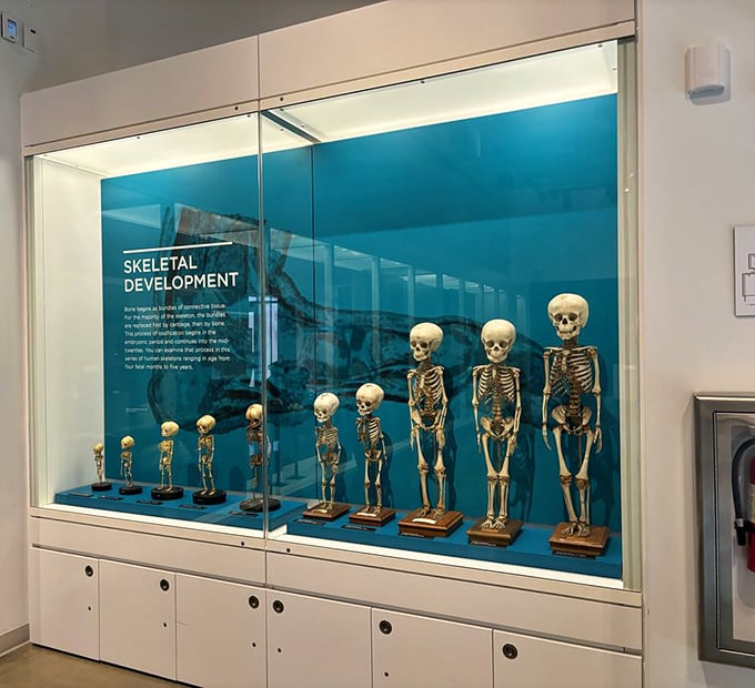 From tiny beginnings to full-grown frames &ndash; this growth chart of skeletons reminds us we're all just sophisticated scaffolding wrapped in hopes and dreams.