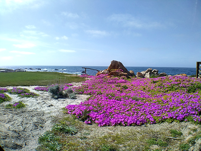 Purple carpet treatment: Spring wildflowers create nature's red-carpet moment along the coastline, no paparazzi required.