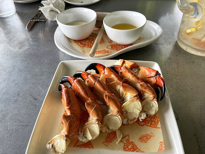 Stone crab claws arranged like nature's perfect appetizer. The ocean's version of "here, I made these just for you."