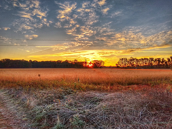 Mother Nature's evening masterpiece paints the sky. Golden hour transforms ordinary fields into magical realms worthy of a fantasy novel.