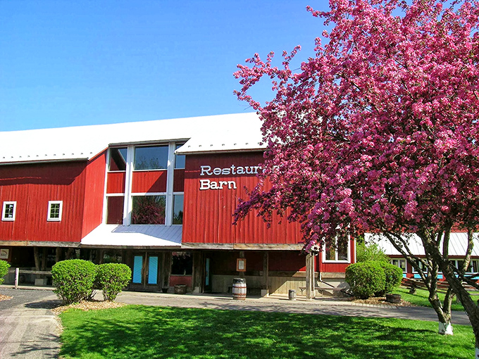 The Restaurant Barn at The Barns at Nappanee stands proudly against a spring sky, promising family-style feasts that could convert vegans.