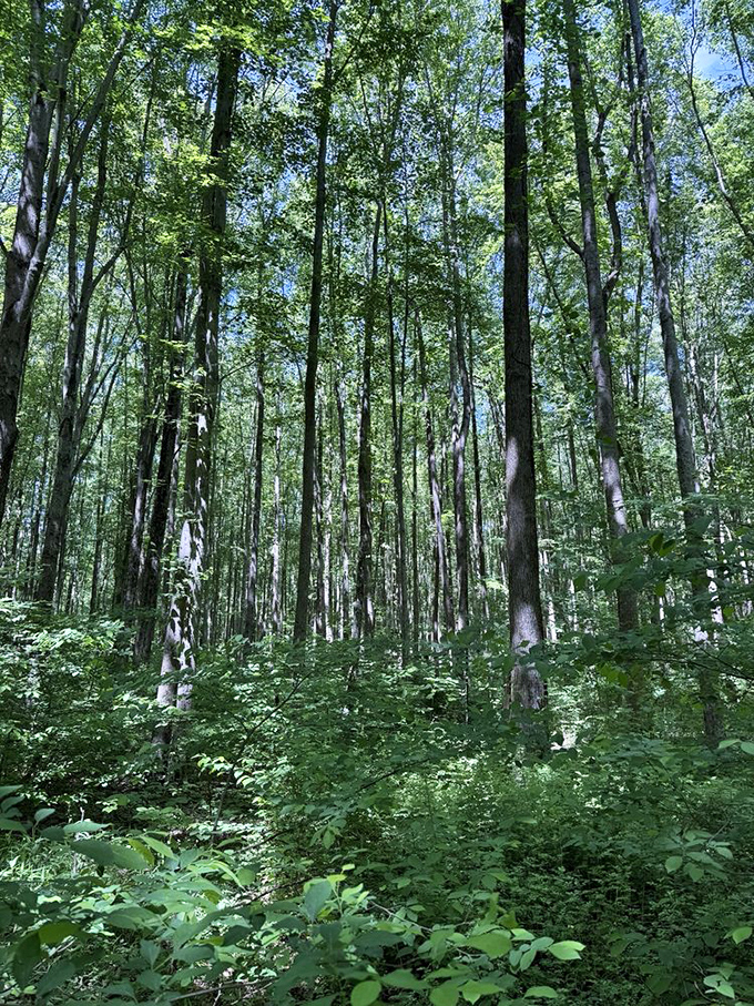 Cathedral of the outdoors. These towering hardwoods create nature's stained glass effect as sunlight filters through the canopy.