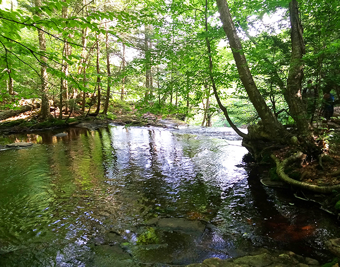The forest's emerald cathedral offers a moment of tranquility, where dappled sunlight filters through leaves that have witnessed centuries of Pennsylvania history.