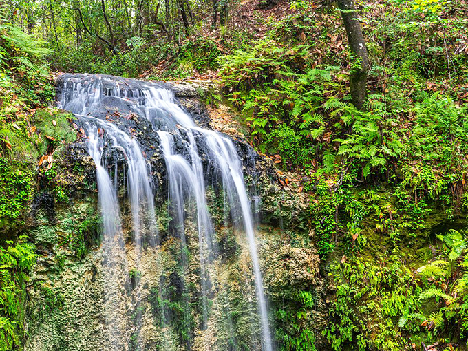 Water ballet in slow motion. Each droplet performs a 73-foot journey before joining an underground river network that remains Florida's best-kept secret.