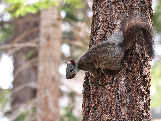 This squirrel has mastered the art of tree-trunk parkour and clearly has places to be. Nature's own FedEx delivery system.
