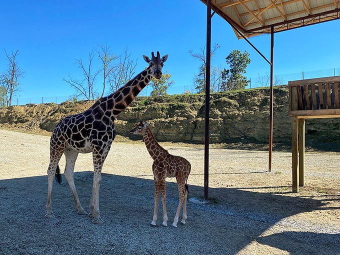 Not your typical Ohio safari! The Farm at Walnut Creek brings unexpected wildlife encounters where giraffes seem as surprised to be in Ohio as visitors are to see them.