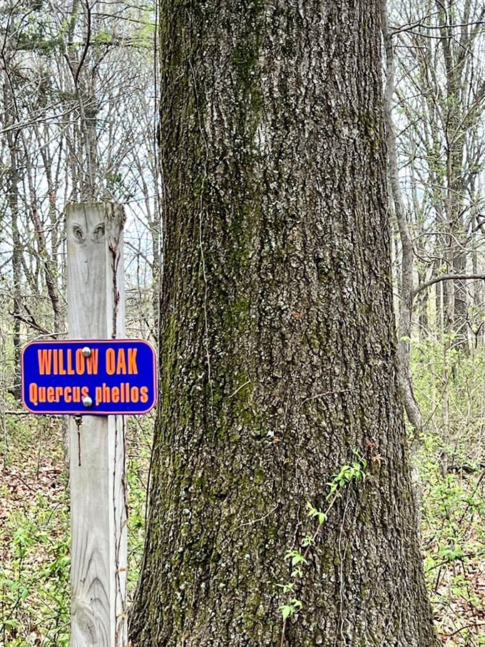 The Willow Oak stands tall, wearing its scientific name like a fancy nametag at a casual party. Nature's way of saying "I'm kind of a big deal."