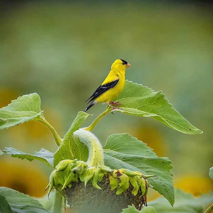 Talk about color coordination! This American Goldfinch seems dressed specifically to complement his sunflower perch.