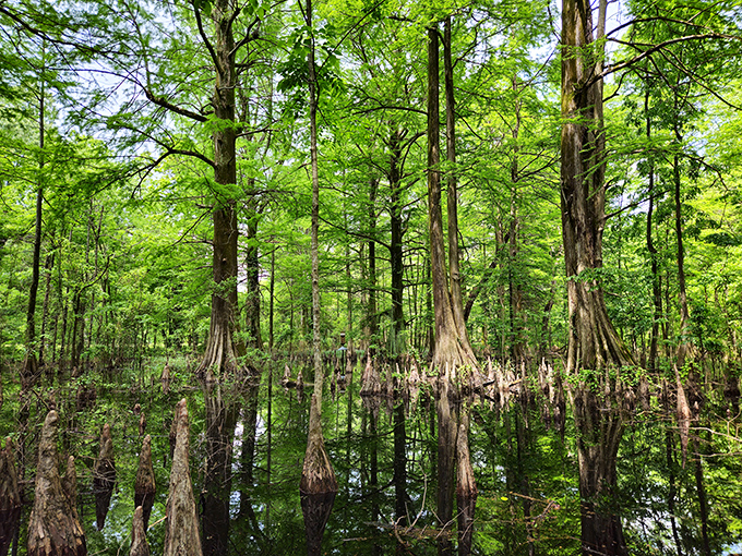 Ancient cypress trees create a primeval cathedral in Greenville's swamplands, their knobby "knees" poking through still waters like nature's sculpture garden.