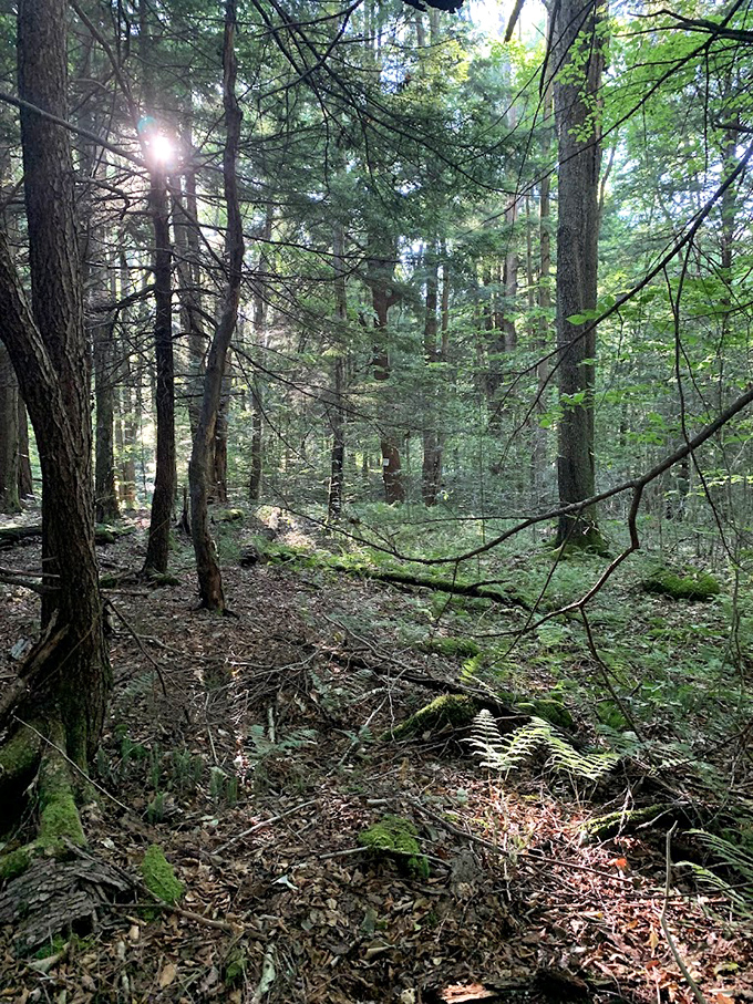 Sunlight playing hide and seek through the pines. In these woods, even smartphone addicts suddenly discover the appeal of airplane mode.