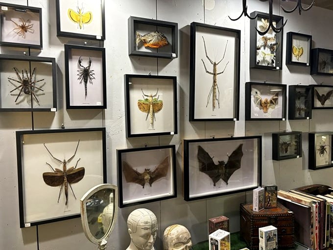 Nature's oddities get the gallery treatment with framed insects and arachnids creating an unexpected art installation that's part science museum, part cabinet of curiosities.