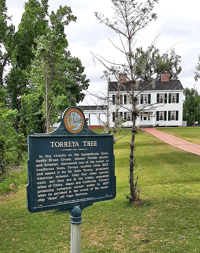 History stands still at Torreya State Park. This marker tells the tale of a rare tree that's older than your grandmother's secret recipes.