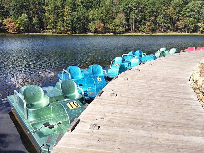 The paddle boat navy, lined up and ready for aquatic adventures. Like bumper cars for grown-ups, but with fewer insurance claims.