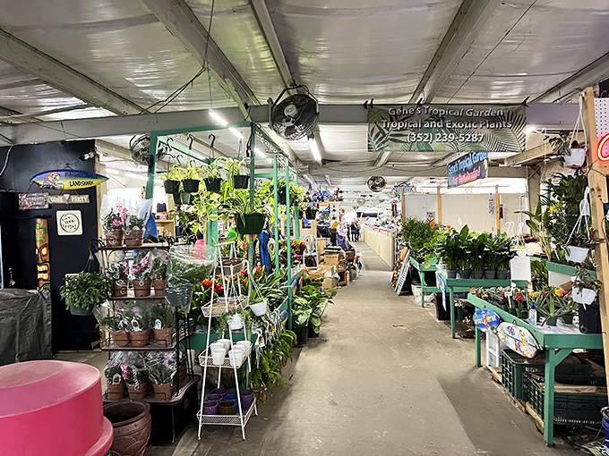 A jungle of houseplants awaits green thumbs and serial plant killers alike. These leafy treasures promise to transform any Florida lanai.