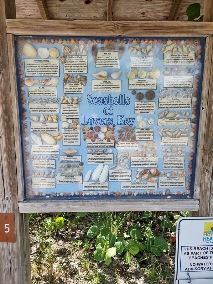 A treasure map of seashell varieties! Who needs pirate gold when Lovers Key offers these natural collectibles scattered across its shores?