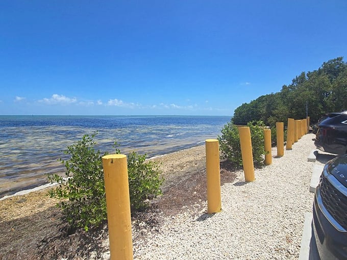 This four-legged beach enthusiast has discovered what locals have known for years - paradise has an address. 