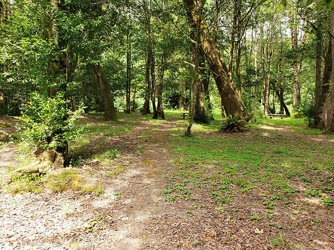 Sunlight plays hide-and-seek through ancient myrtlewood branches in this magical riverside grove.
