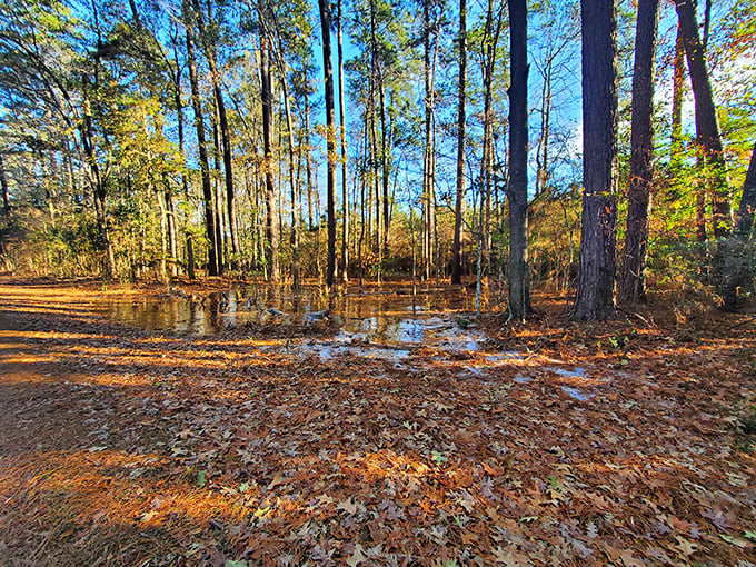 Fall's golden touch transforms Martin Dies Jr. State Park into a kaleidoscope of color. Even your iPhone camera can't mess this shot up!