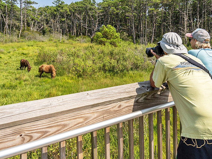 Just a short drive from Salisbury, wild ponies roam free at Assateague&mdash;nature's version of entertainment that doesn't require a streaming subscription.