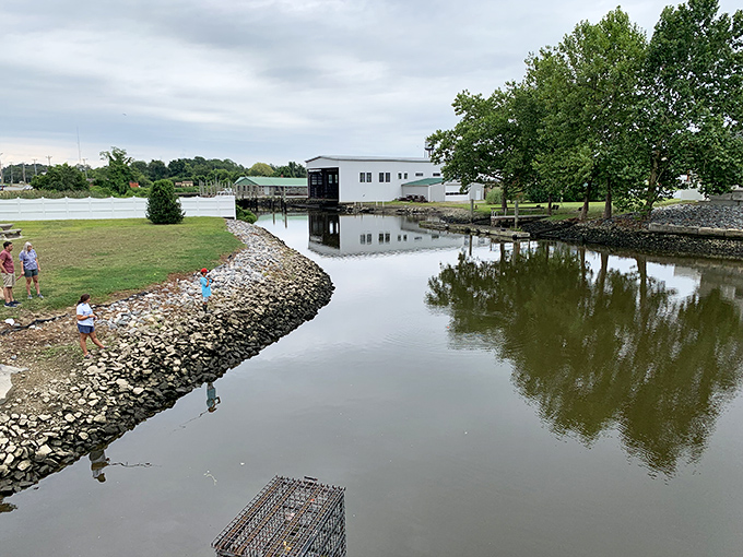 The Riverwalk's wooden boardwalk meanders alongside the Mispillion, offering front-row seats to nature's daily performance of light on water.