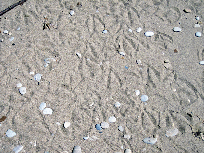 Tiny travelers leave their mark. Bird tracks crisscross the sand between pebbles, like nature's own version of Hollywood Boulevard.