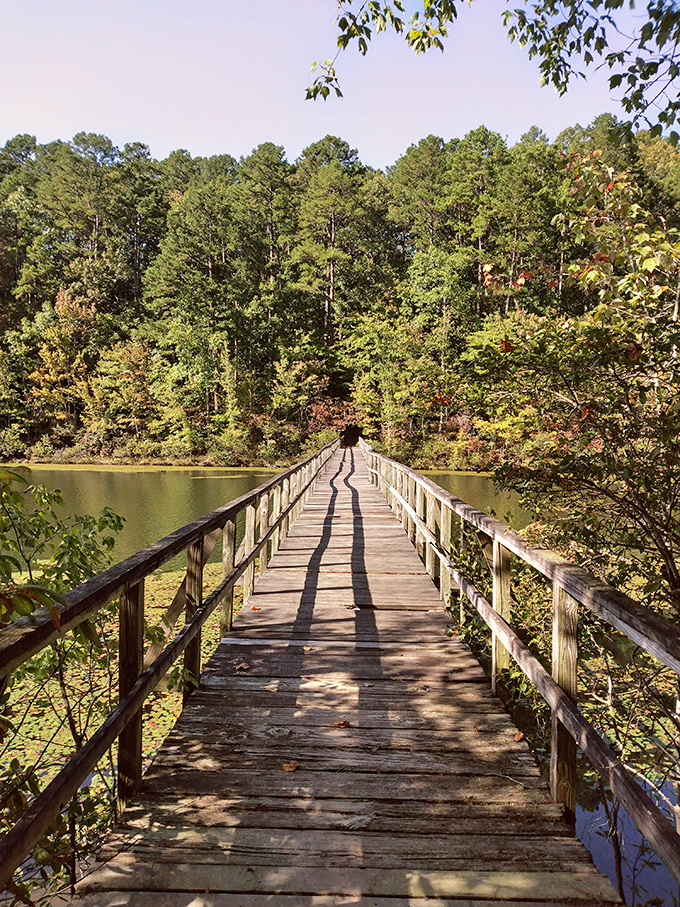 This wooden boardwalk doesn't just cross water&mdash;it crosses into another world. Sunlight plays between the planks while forest shadows beckon from the other side.