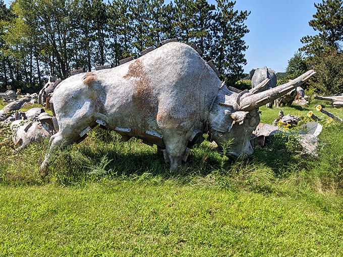 Ferdinand the Bull's distant cousin seems right at home in America's Dairyland. This weathered behemoth stands proudly, horns intact and ready for an imaginary charge.