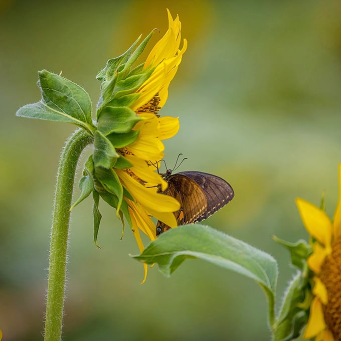Nature's perfect partnership. A delicate butterfly pauses for refreshment, turning this sunflower into both dining room and art gallery.