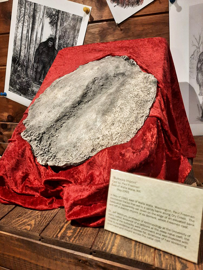 This unusual artifact, dramatically displayed on red velvet, purports to be a buttocks imprint from an encounter in the wilderness. Science or showmanship? You decide.