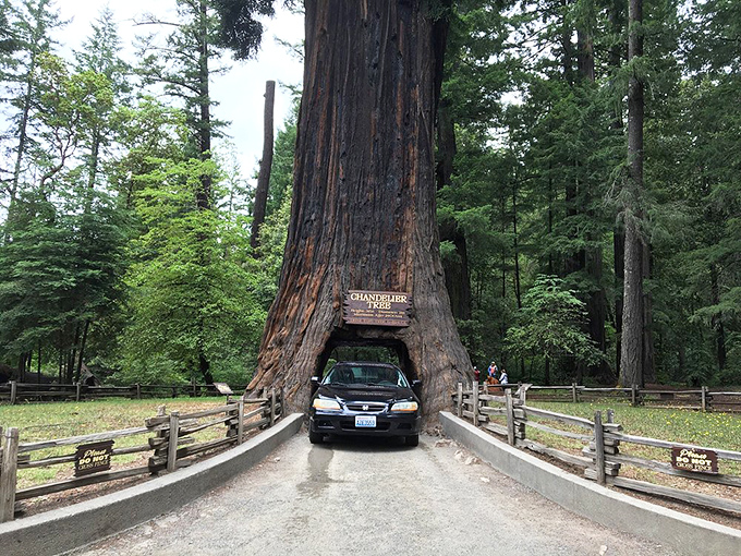 Some trees are so accommodating, they literally bend over backwards to let you drive through them.