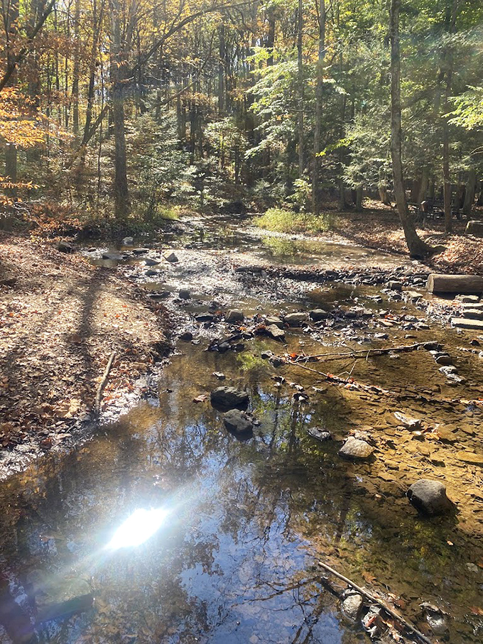 Nature's own meditation app: sunlight dancing on creek waters while autumn leaves create a soundtrack of gentle rustling.