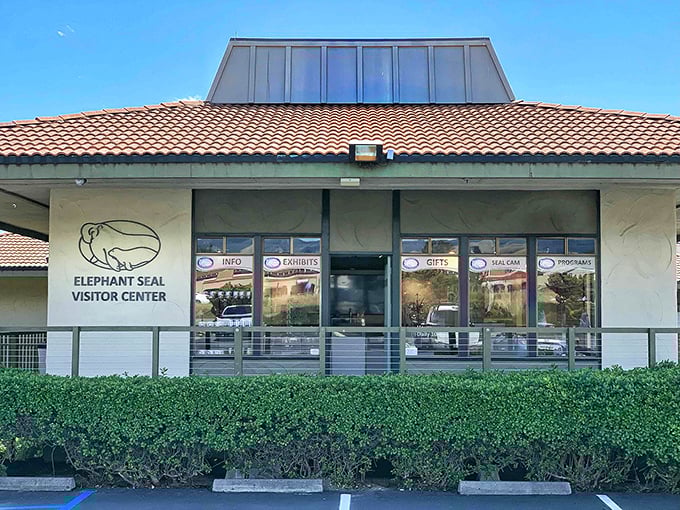 The Elephant Seal Visitor Center: where nature's most awkward creatures become surprisingly relatable. Free entertainment that beats anything on cable.