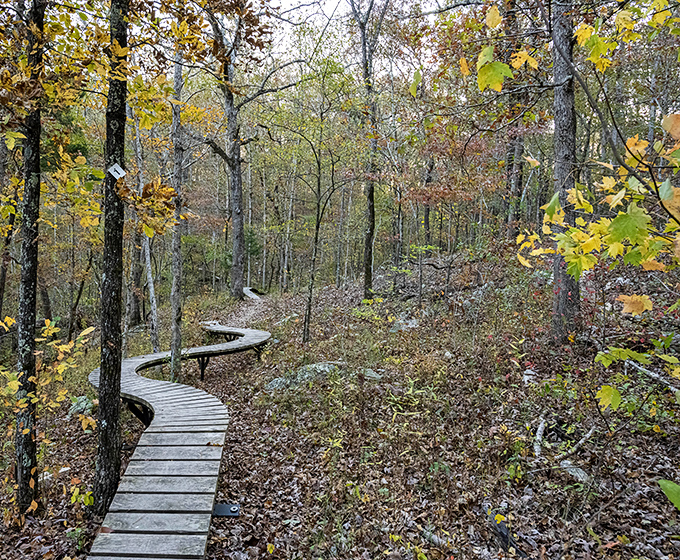 Nature's own boardwalk winds through a golden autumn forest, offering a front-row seat to the Ozarks' most spectacular seasonal fashion show.
