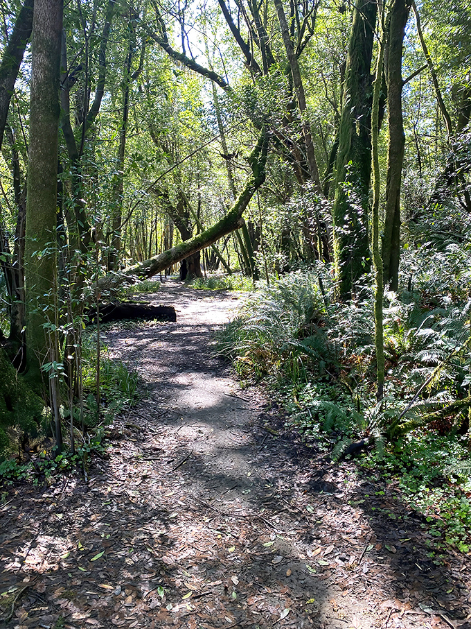 Forest trails that whisper secrets only trees this old are qualified to tell you.