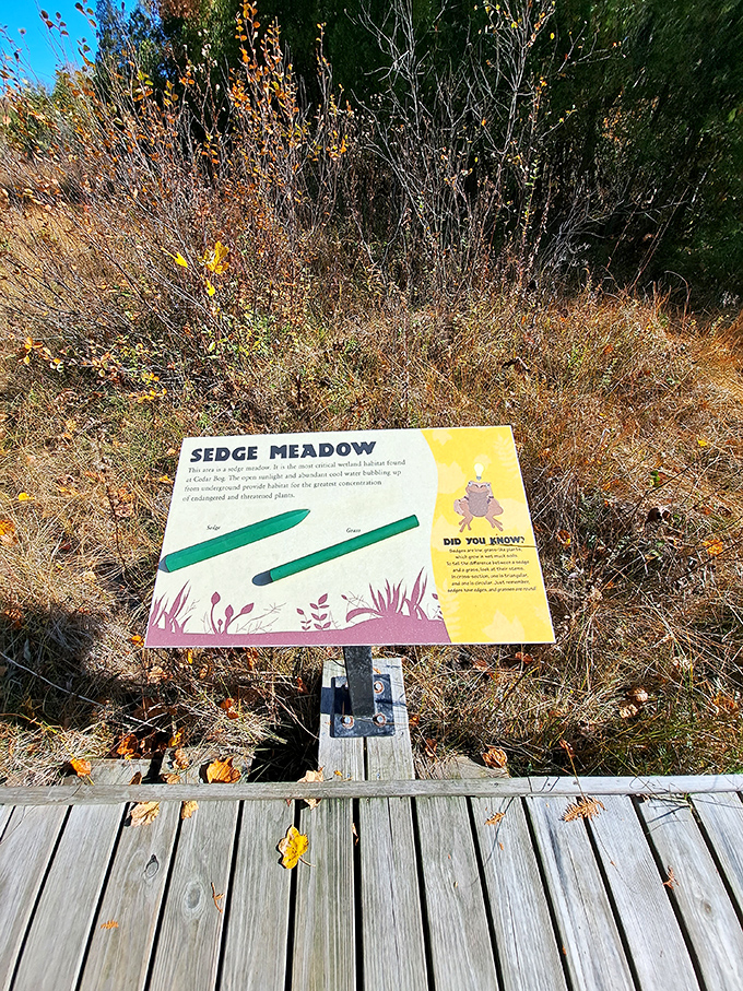 Educational signage about the sedge meadow habitat serves as nature's version of museum placards, minus the stuffy atmosphere and uncomfortable shoes.