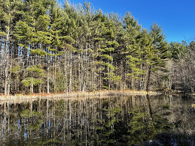 Mirror, mirror in the woods&mdash;this tranquil pond reflects towering pines with the precision of a master painter's brush.
