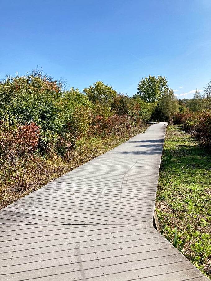 This boardwalk doesn't lead to carnival games or cotton candy, but something better &ndash; a front-row seat to nature's quiet spectacle.