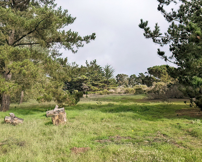 Mother Nature's playground awaits at Morro Bay State Park, where twisted cypress trees and open meadows invite contemplative wandering.