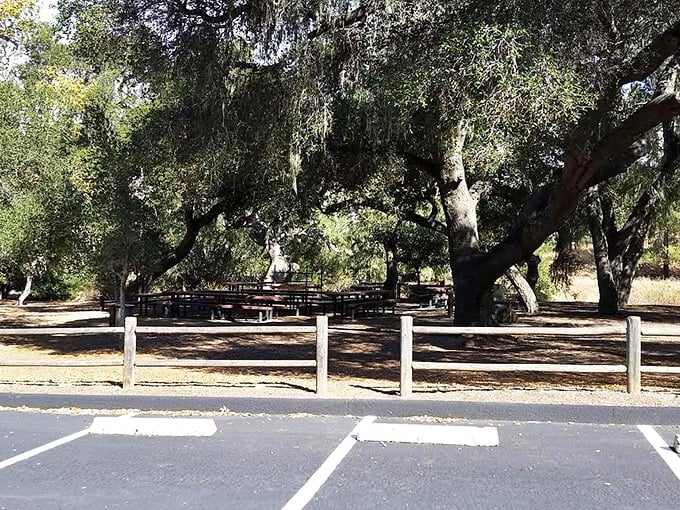 Oak trees provide ancient shade for picnickers. These California natives have been hosting Danish-American lunches for generations.