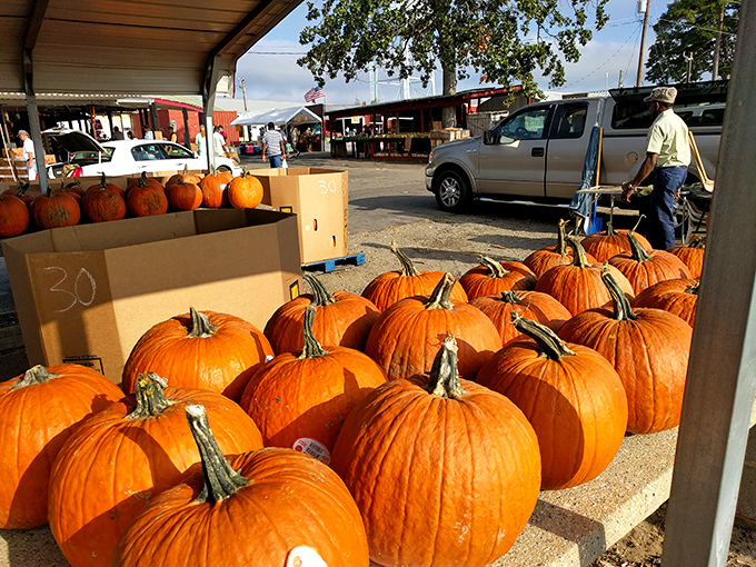 Fall's orange ambassadors have arrived! These plump pumpkins await their transformation into jack-o'-lanterns, pies, and seasonal front porch sentinels.